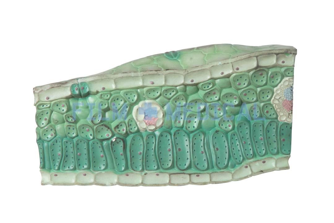 Cellular Model | FILM MEDICAL